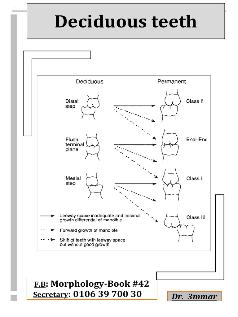 Deciduous 1-1rdg | PDF | Dental Anatomy | Dentistry