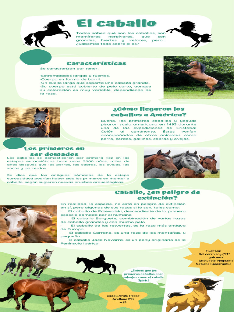 Infografia Caballo | PDF | Caballos | Cerdo