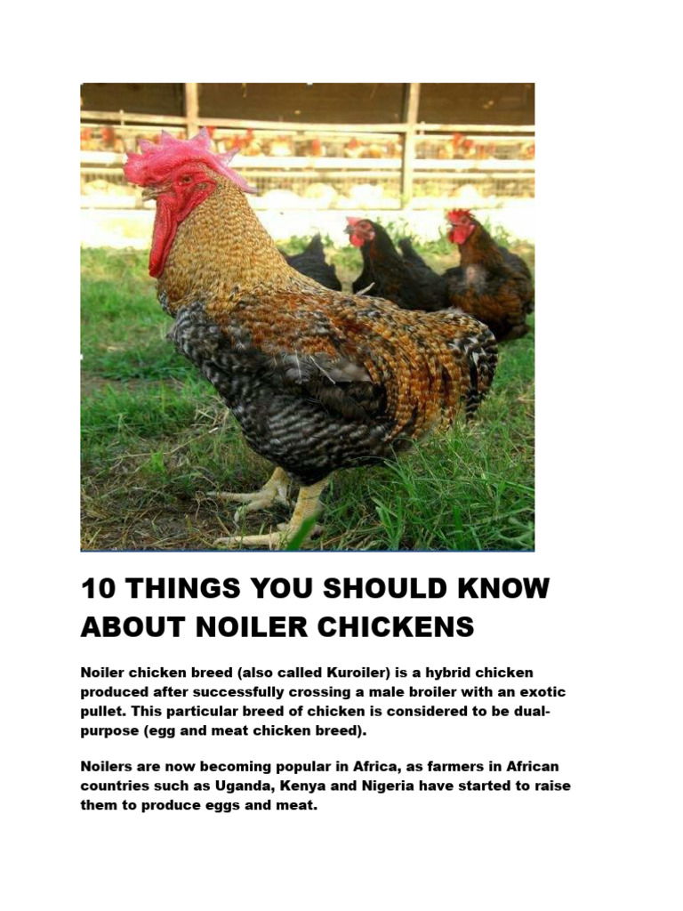 Key Facts About Noiler Chickens | PDF | Chicken | Broiler