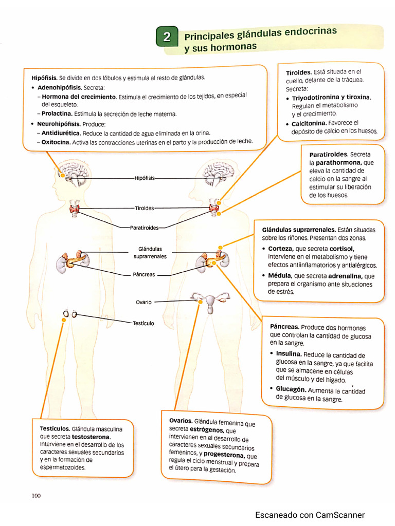 Principales Glándulas Endocrinas y Sus Hormonas | PDF