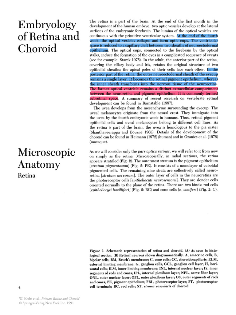 Embryology of Retina and Choroid | PDF | Retina | Epithelium