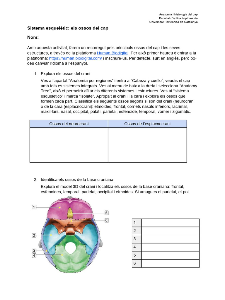 Sistema Esqueleì Tic - Els Ossos Del Cap | PDF