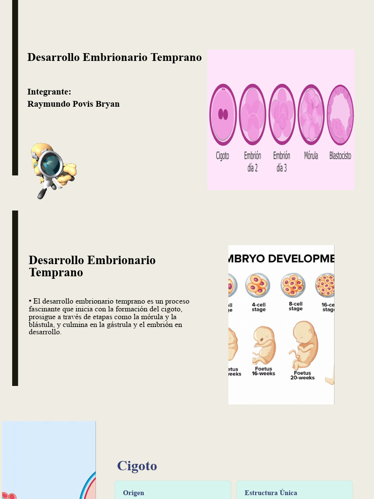 Desarrollo Embrionario Temprano | PDF | Embrión | Procesos biologicos