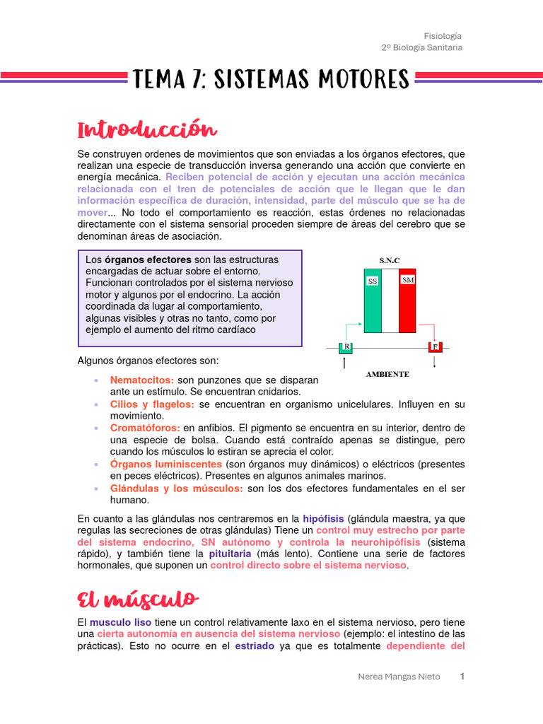 Tema 7 Sistemas Motores | PDF | Músculo | Neurona