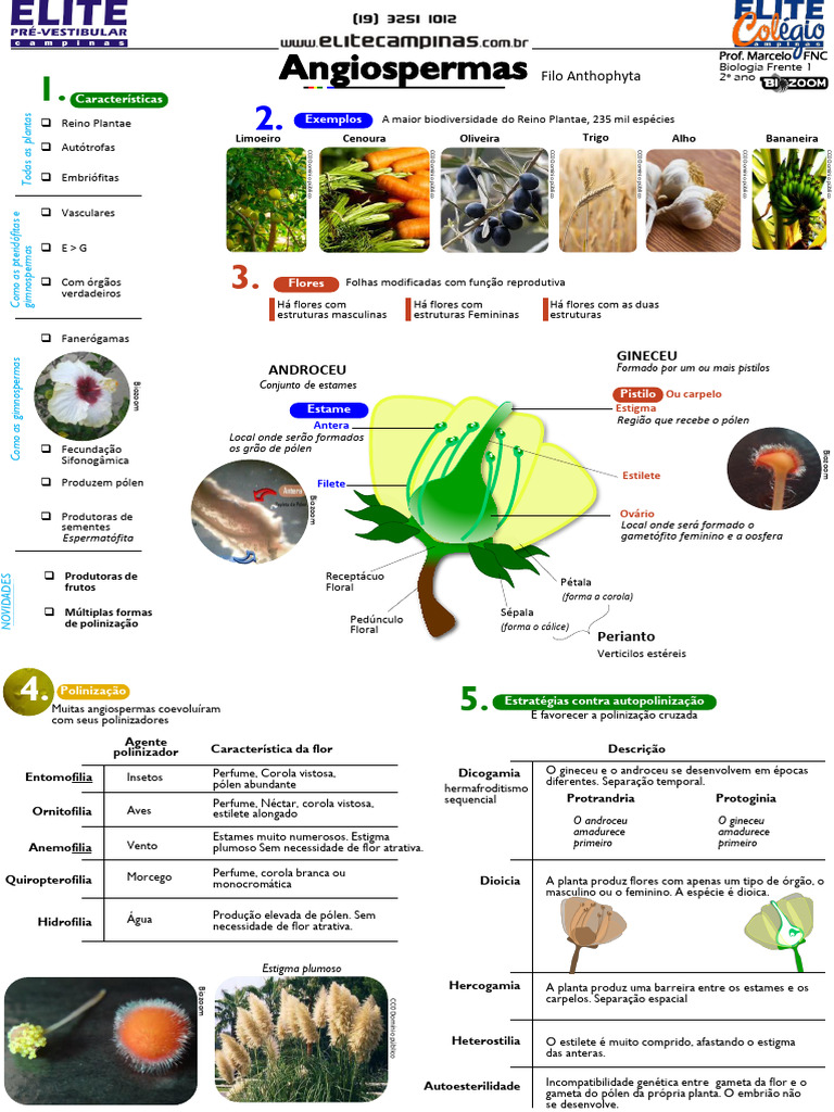 Angiospermas - 2º Ano EM - Professor Marcelo FNC | PDF | Semente | Flores