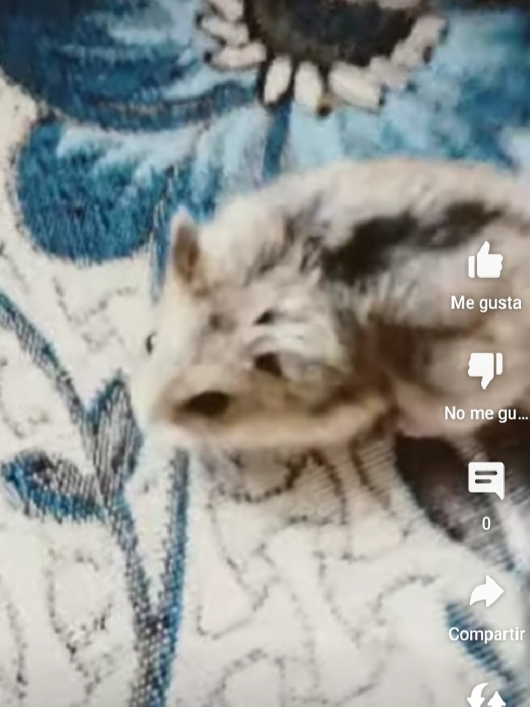 hamster | PDF