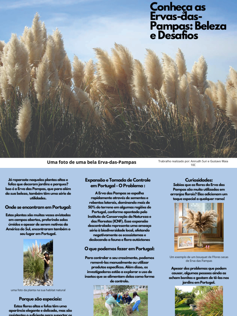 Erva-das-Pampas: Beleza e Impacto em PT | PDF | Portugal | Beleza