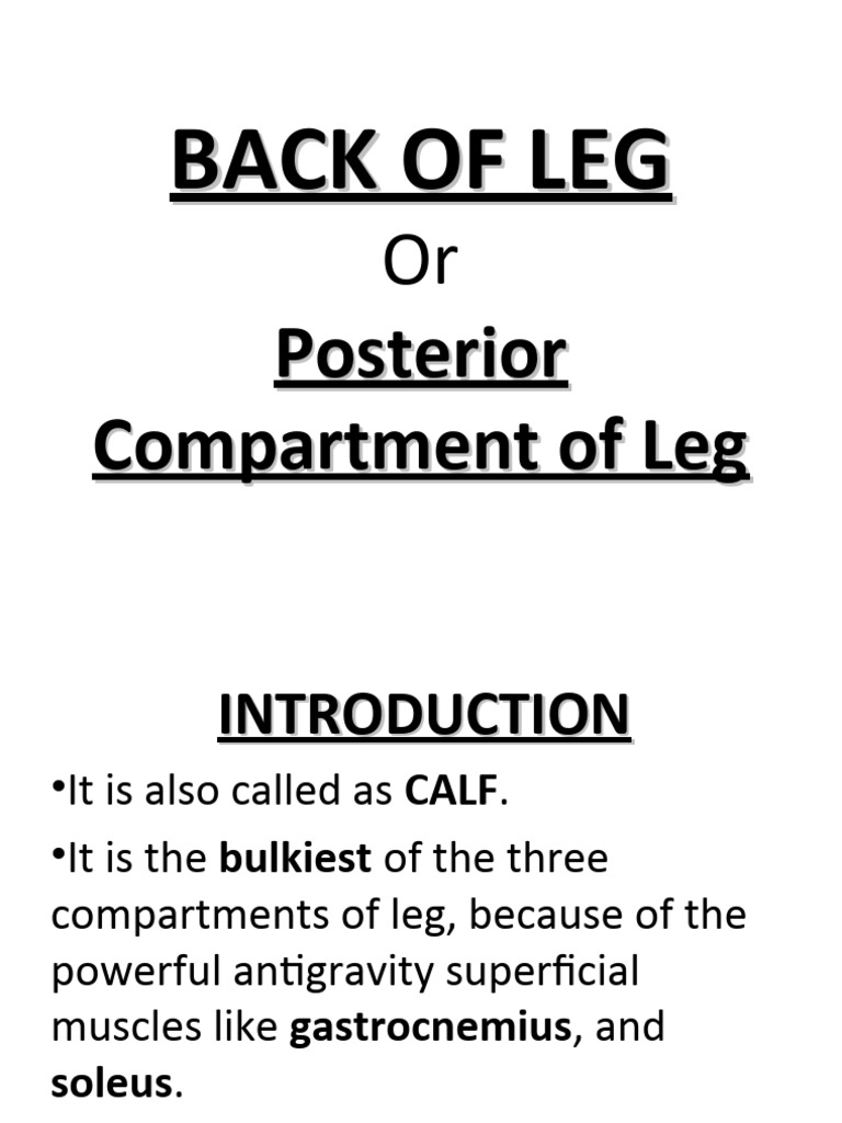 Back of Leg | PDF | Human Leg | Ankle