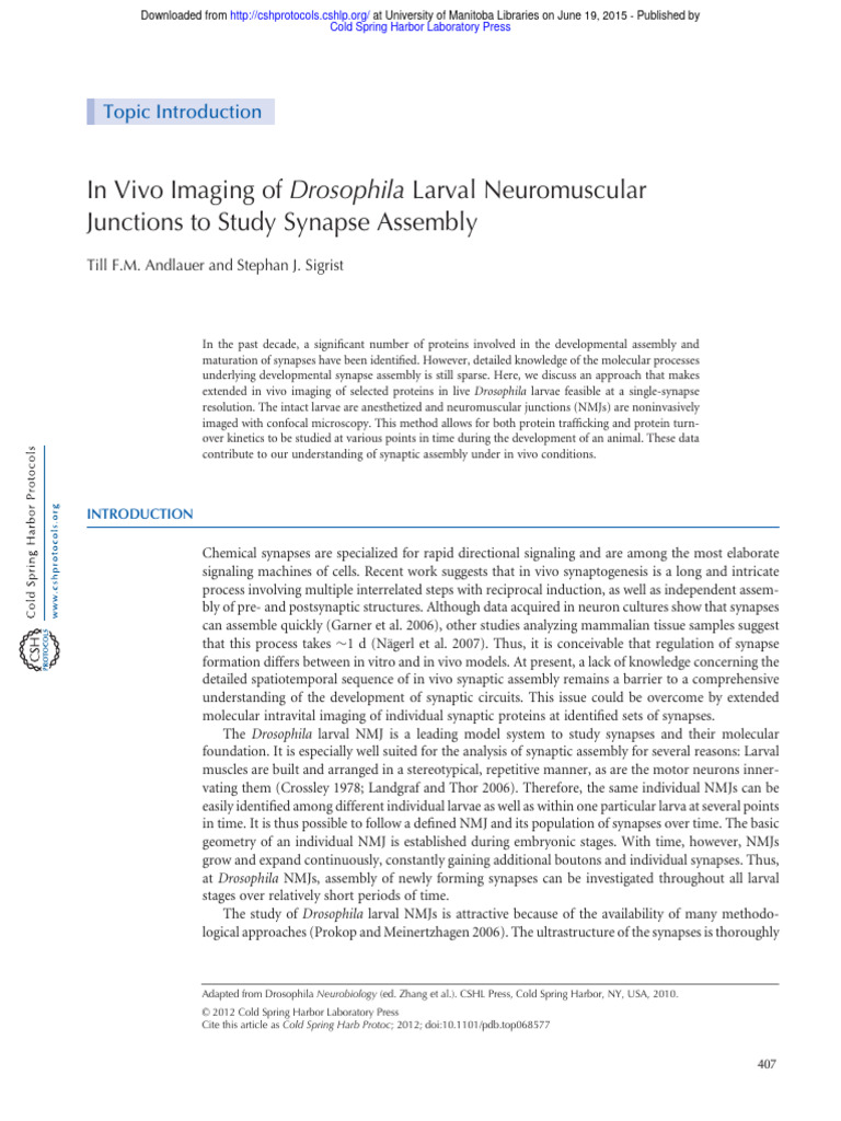And Lauer 2012 | PDF | Chemical Synapse | Synapse