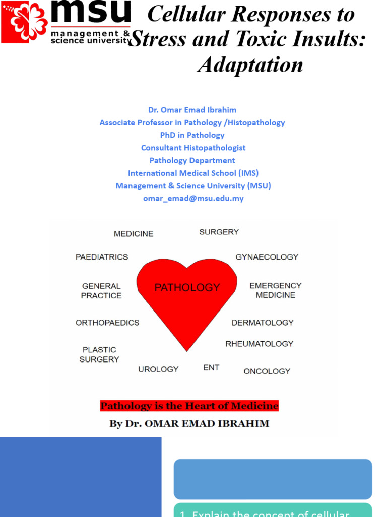 1.cellular Responses To Stress and Toxic Insults Adaptation Lecture UM ... 1.cellular Responses To Stress and Toxic Insults Adaptation Lecture UM ...