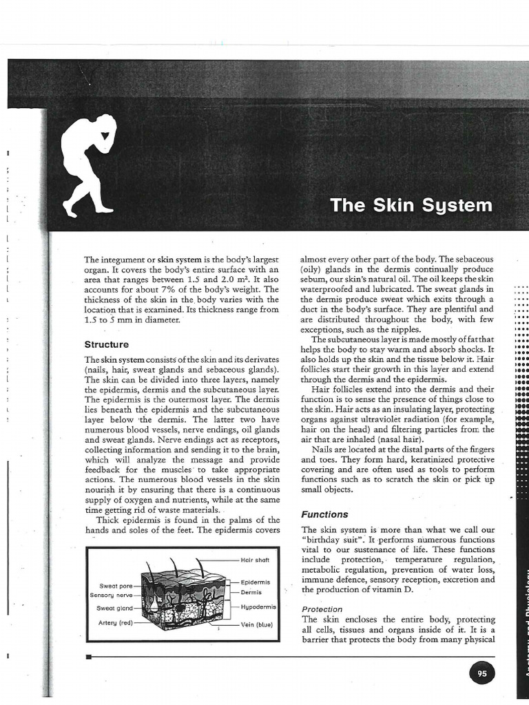 The Skin System | PDF