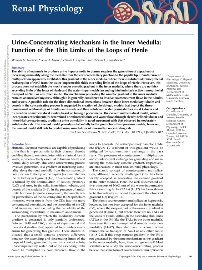 Urine Concentrating Mechanism in The Inner16 | PDF | Kidney | Urinary ...