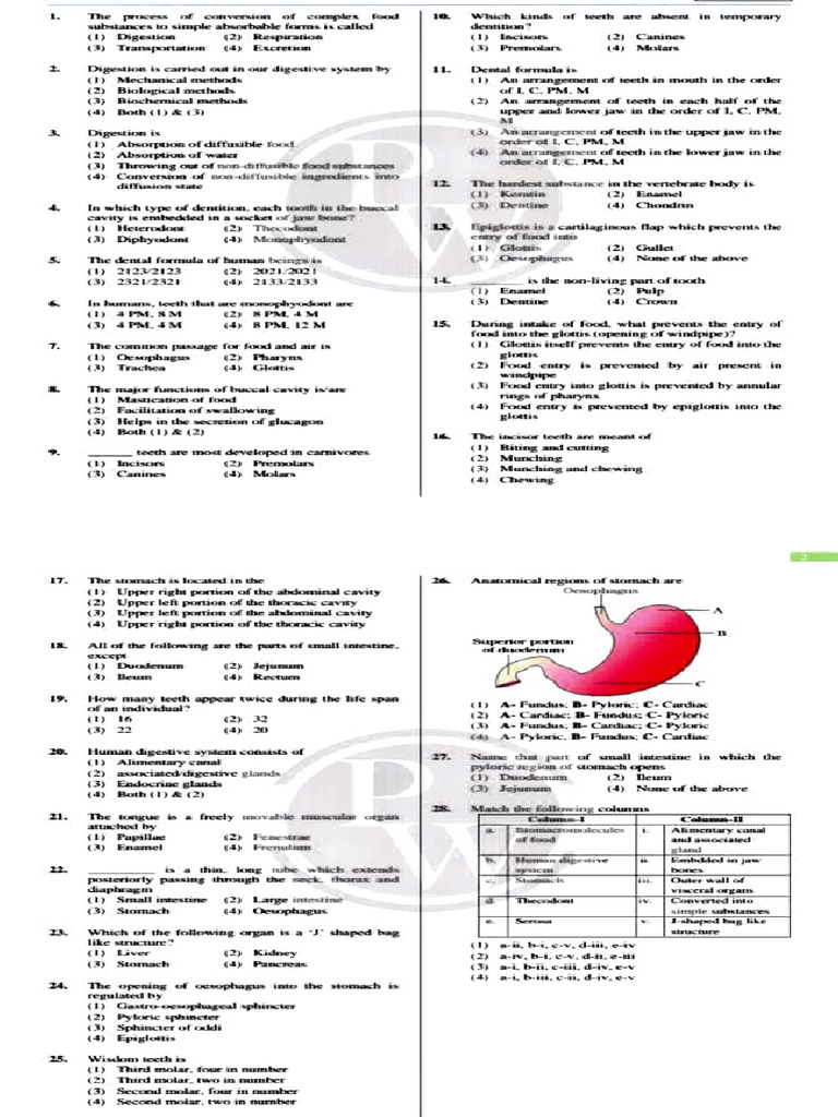 Digestion and Absorption questions | PDF | Gastrointestinal Tract | Tooth