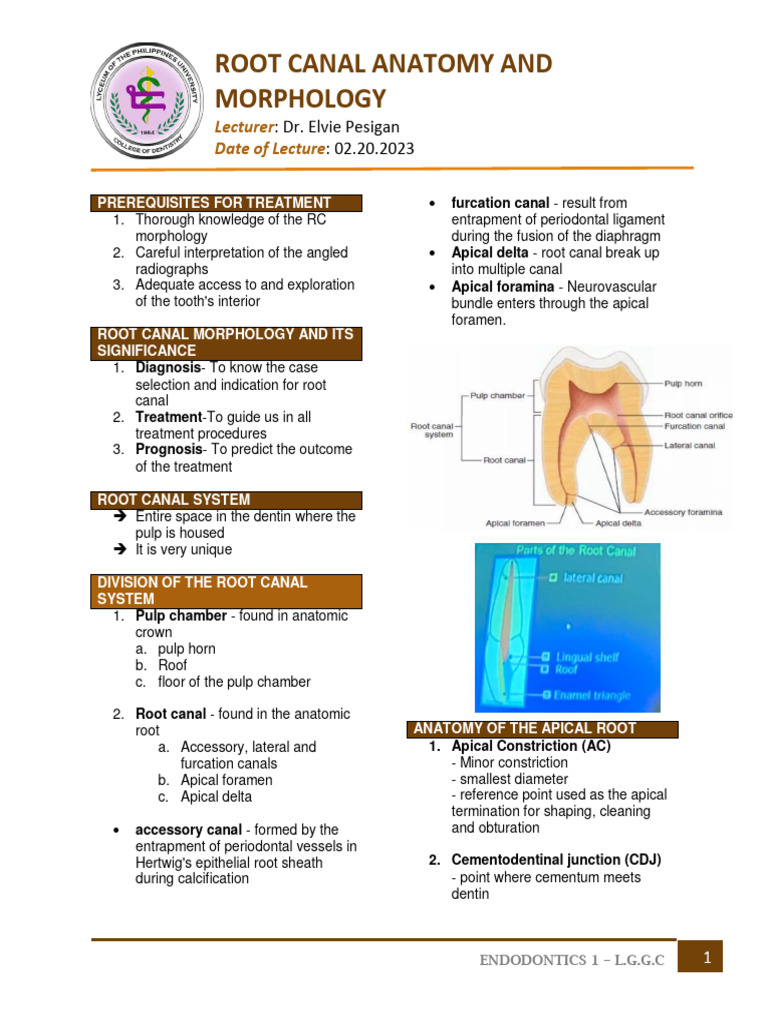 Root Canal Anatomy and Morphology | PDF | Dental Anatomy | Dentistry ...