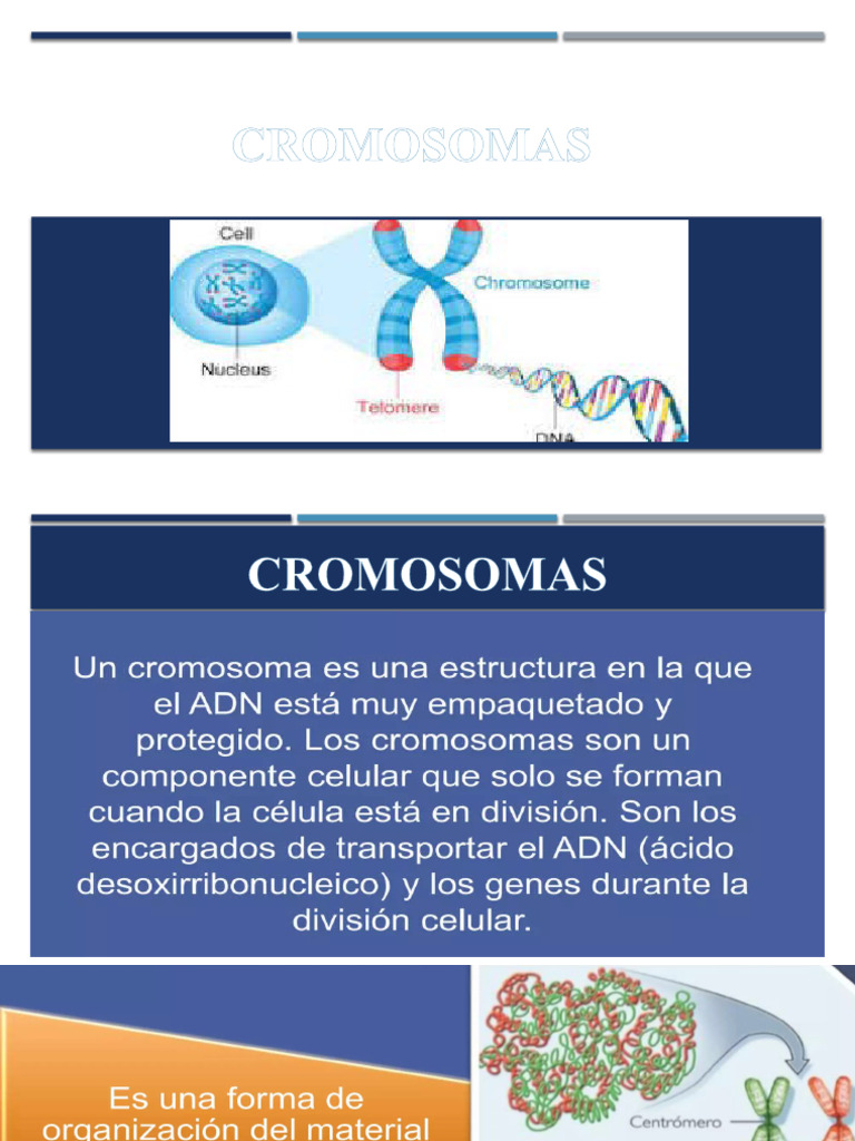 CROMOSOMAS | Descargar gratis PDF | Cromosoma | Genética