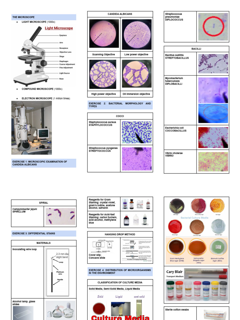 Lab - Practical (Ex 1-7) | PDF | Gram Positive Bacteria | Growth Medium