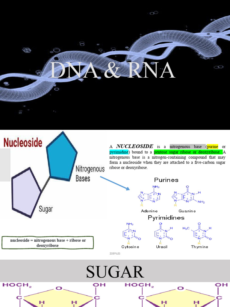 DNA&RNA | PDF | Rna | Histone