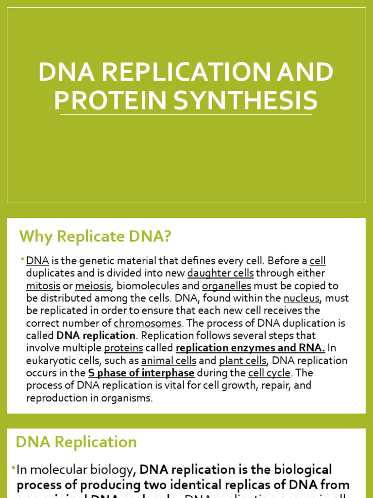 Dna Replication and Protein Synthesis | Download Free PDF | Dna ...