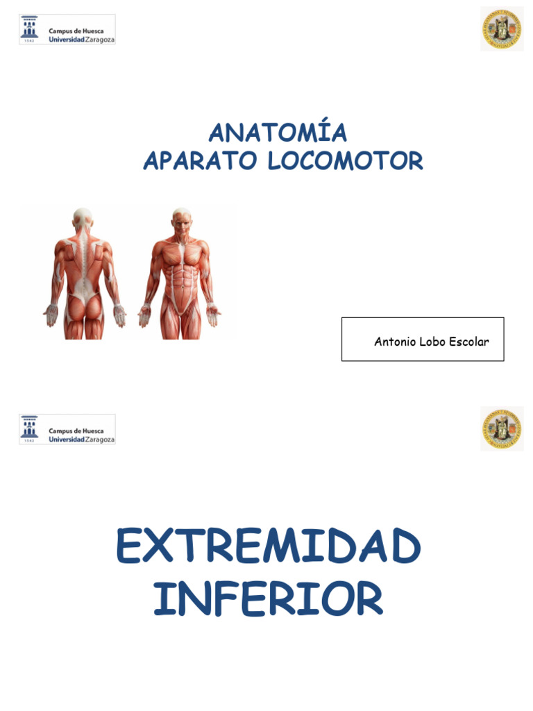 9 Esqueleto y Articulaciones de EEII. Anatomía Locomotor (1 ...
