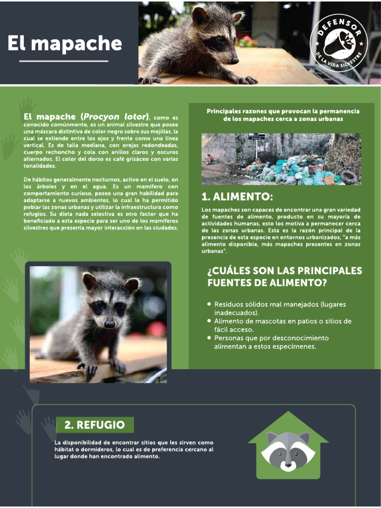 Ficha Mapache | PDF
