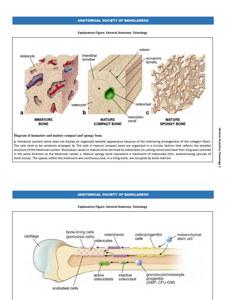 Anatomy Board II picture Landsacape ASB | PDF | Bone | Liver