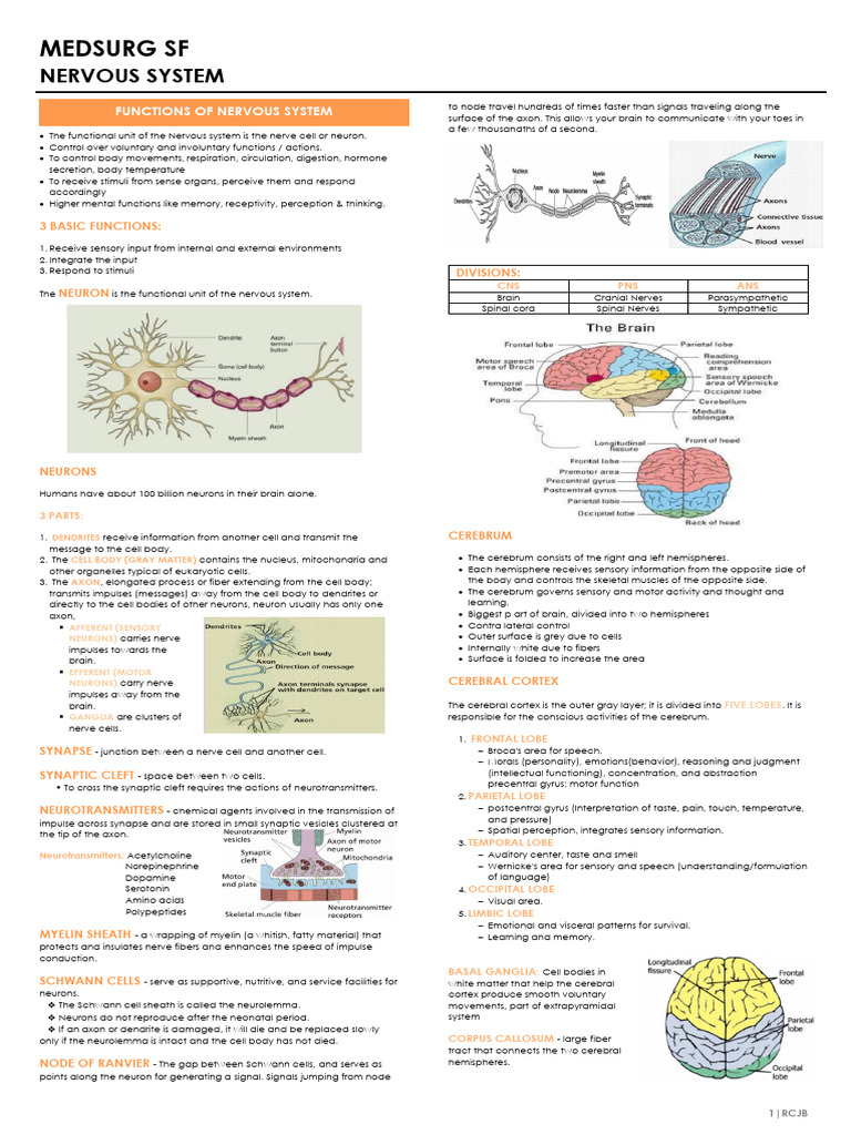 Medsurg Sf Nervous System Pdf Spinal Cord Neuron
