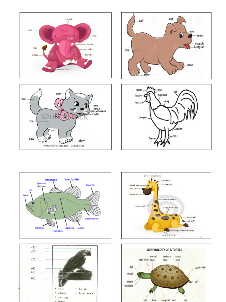DESCRIBING ANIMALS (1) | PDF