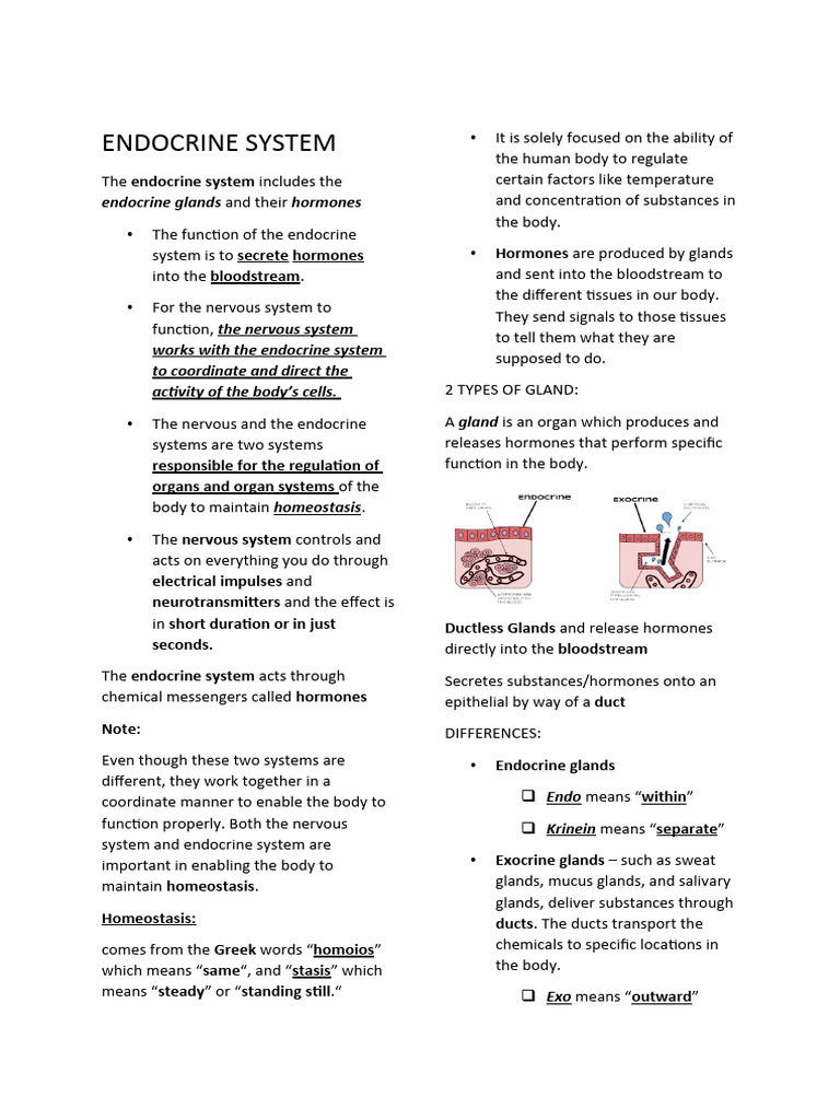 Endocrine System | PDF | Hormone | Endocrine System