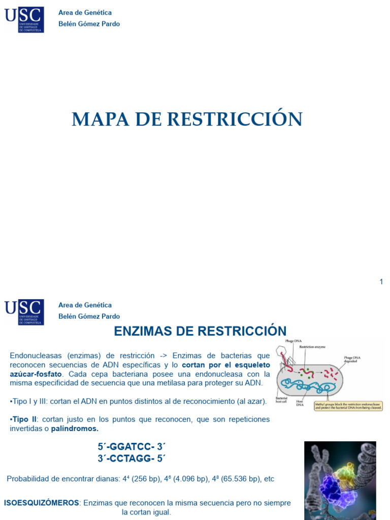 PrÃ¡ctica II Mapa de Restricciã N - GII | PDF | Enzima restrictiva | Adn