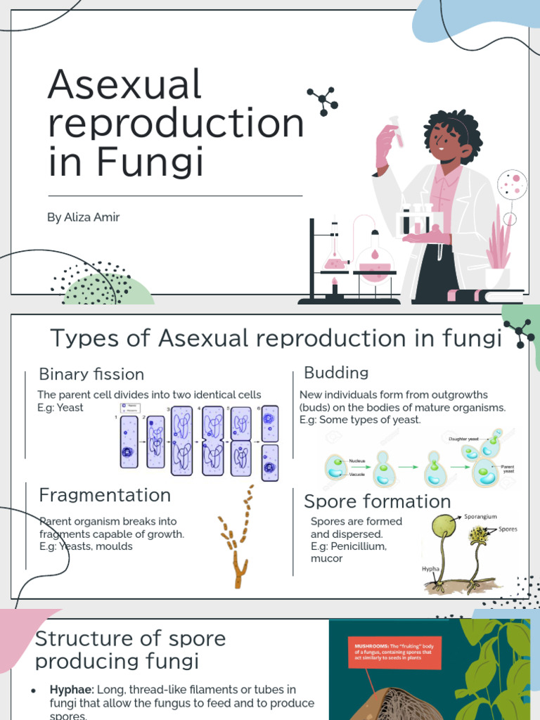 Asexual Reproduction in Fungi | PDF | Home & Garden