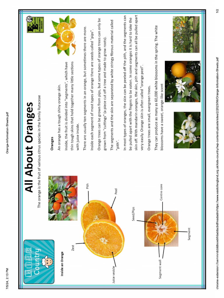 Oranges | PDF
