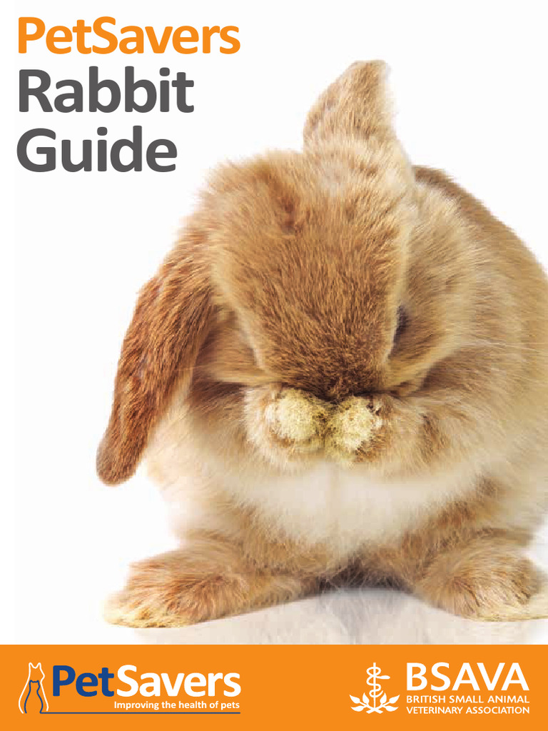 Essential Rabbit Care Guide | PDF | Neutering | Rabbit