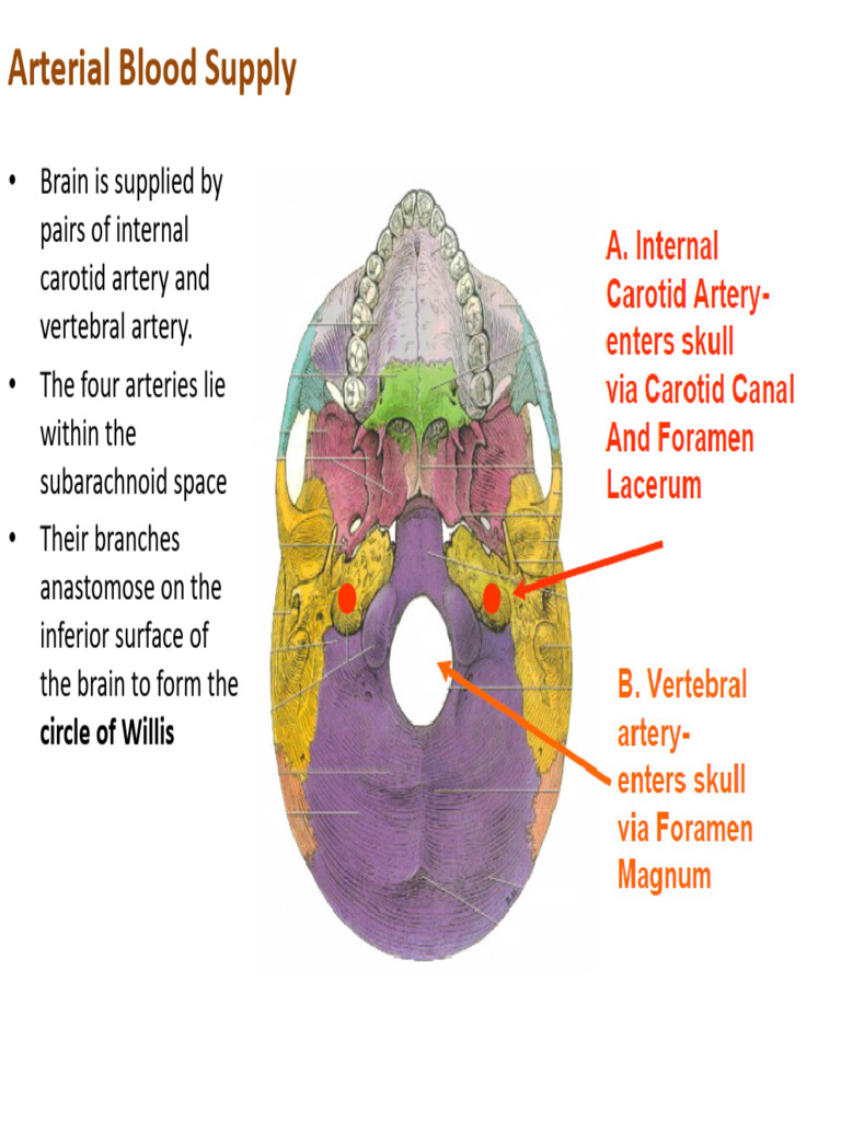1.spinal cord lab | PDF | Spinal Cord | Vertebra
