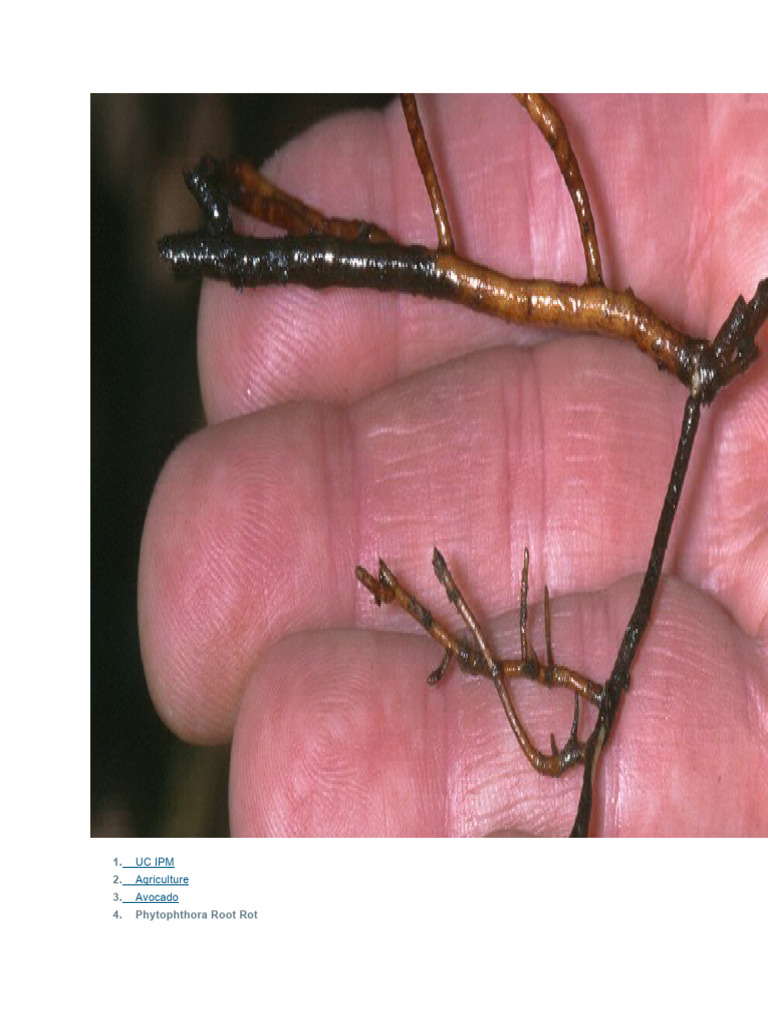 Root Rot Bacteria | PDF | Mulch | Soil