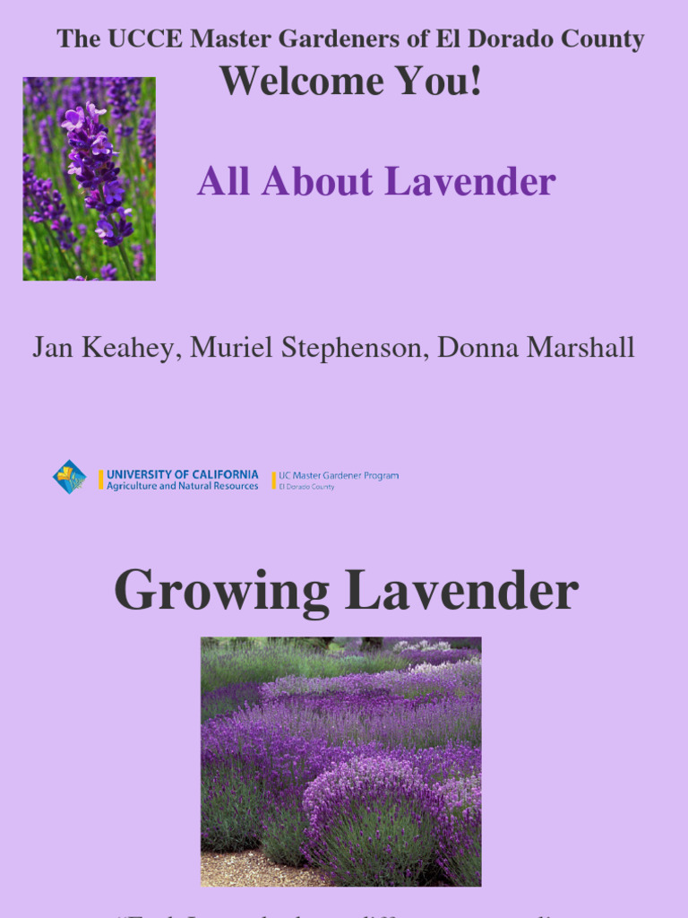 Lavender | PDF | Lavandula | Pruning