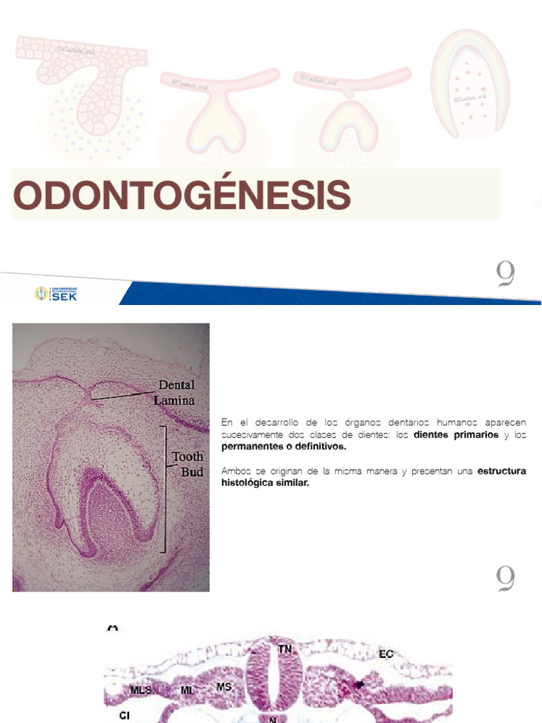 Proceso de Odontogénesis Humana | PDF | Epitelio | Anatomia dental