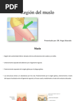 Anatomía de los Músculos Mediales del Muslo | PDF | Extremidades ...