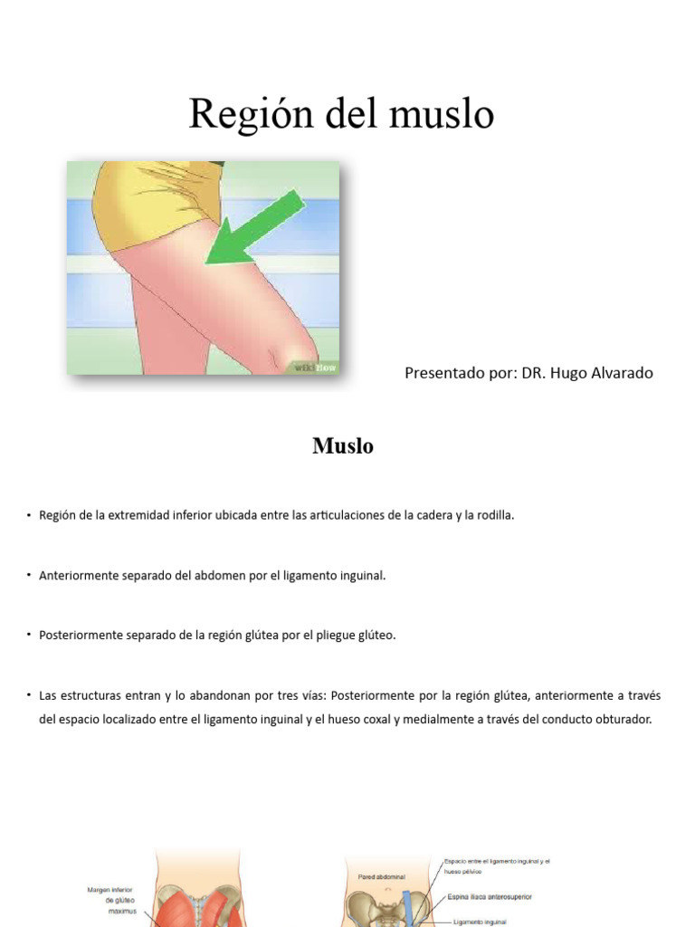 Región Del Muslo 1 | PDF | Rodilla | Anatomía del miembro inferior