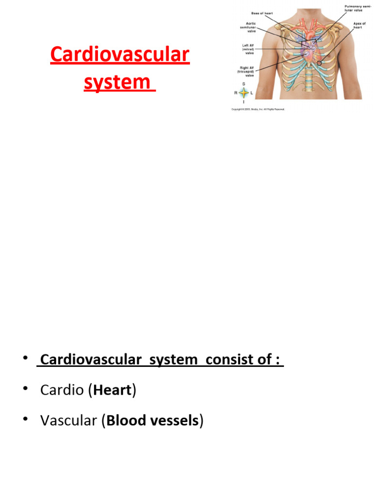 (CVS) Cardiovascular System | PDF | Heart Valve | Heart