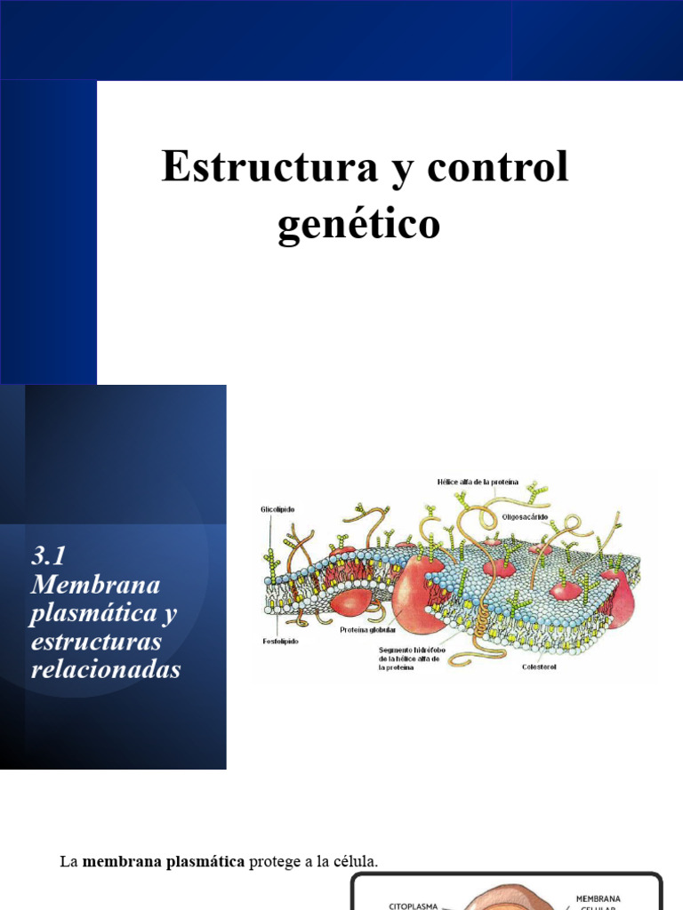 Estructura y Control Genetico | PDF | Rna | Citoplasma