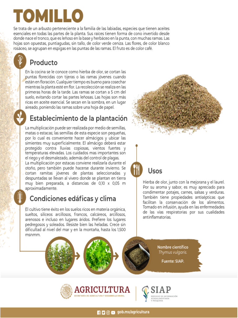 Tomillo | PDF | Plantas | Botánica