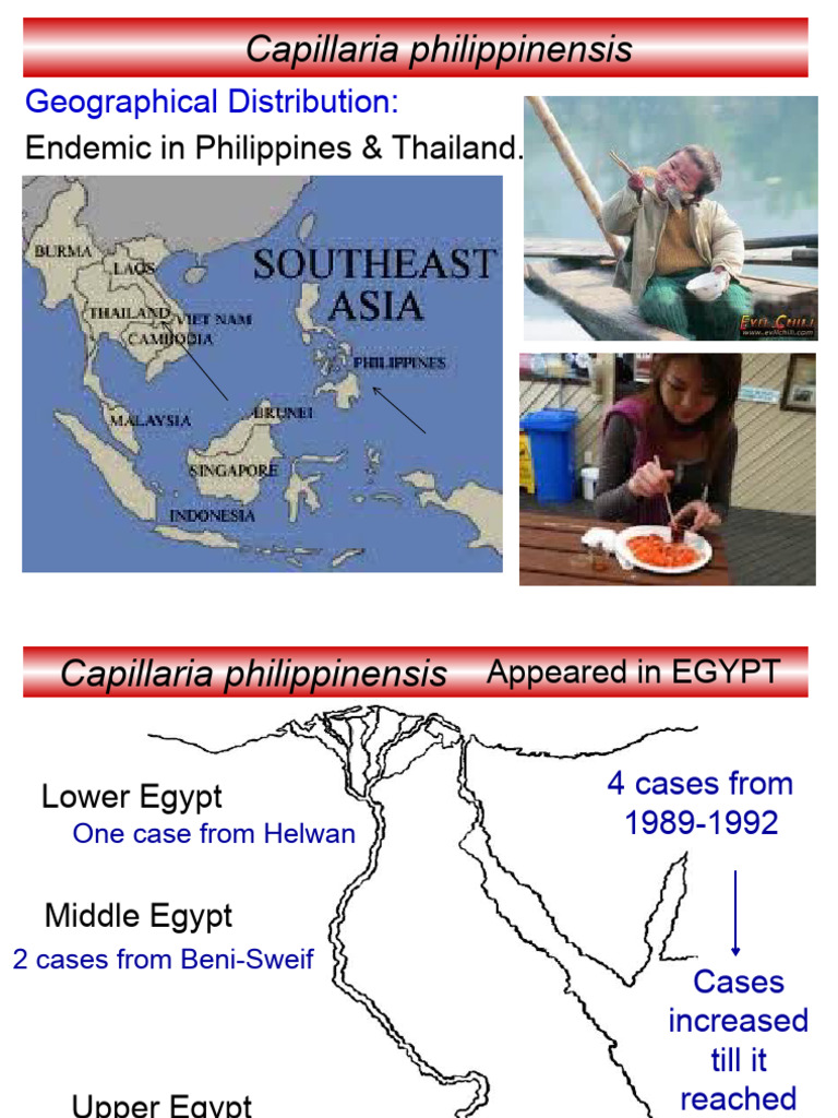 Capillaria philippinensis Overview | PDF | Human Feces | Medical ...
