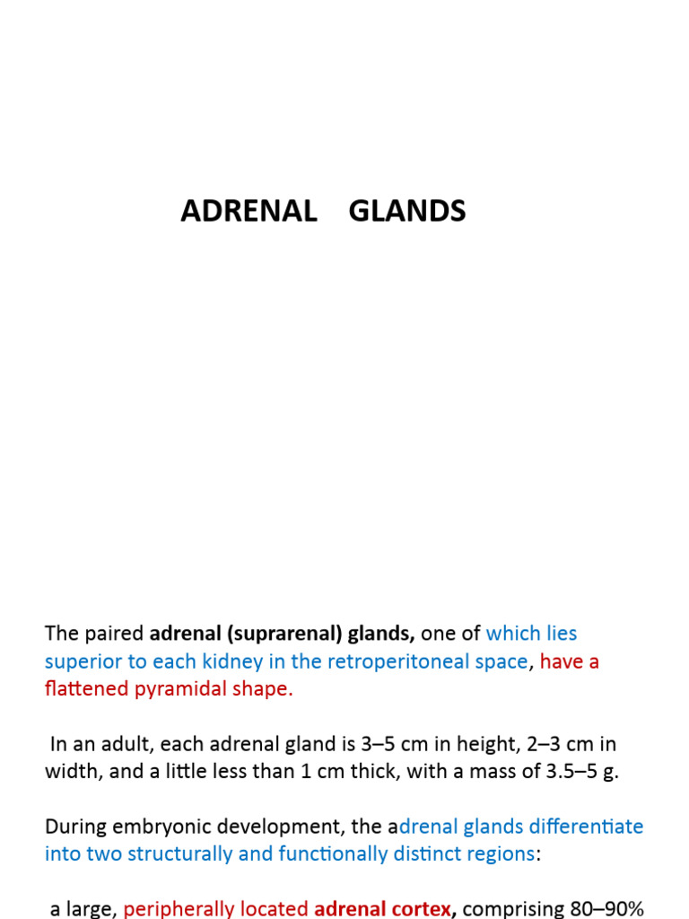 adrenal gland | PDF | Adrenal Gland | Endocrine System