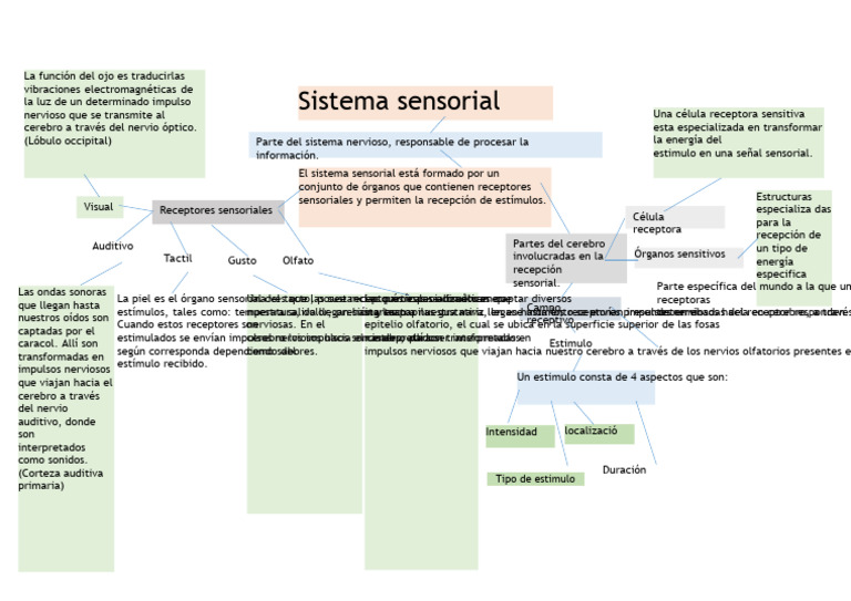 MAPA MENTAL SISTEMA SENSORIAL | Descargar gratis PDF | Sentidos | Cerebro