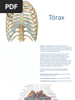 Tipos de Torax | PDF | Tórax | Sistema esquelético