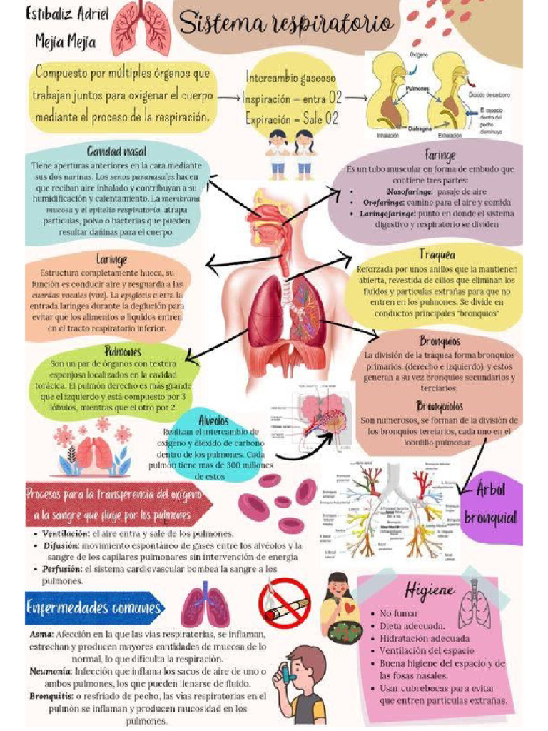 Explicacion Pulmones | PDF