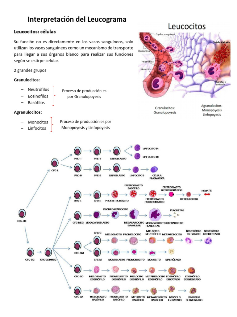 Interpretación Del Leucograma | PDF | Leucocito | Linfocitos