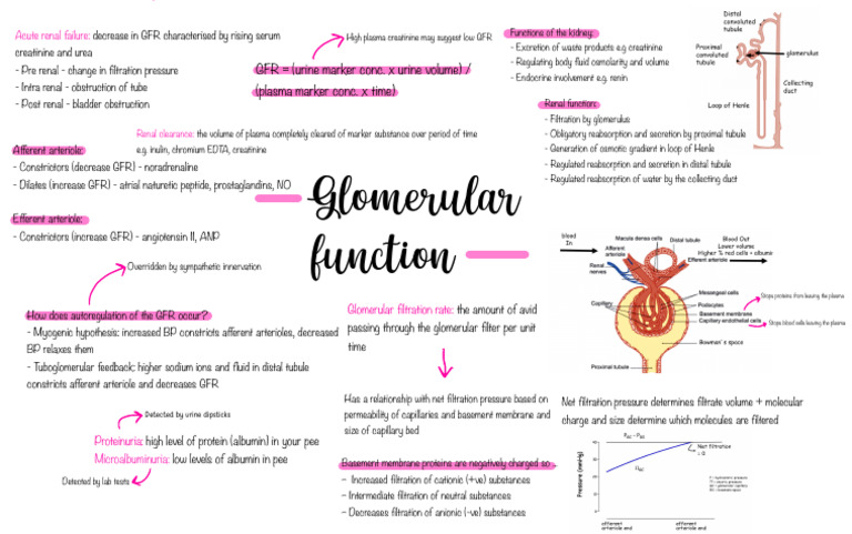 1 Glomerular Function | PDF | Kidney | Urinary System