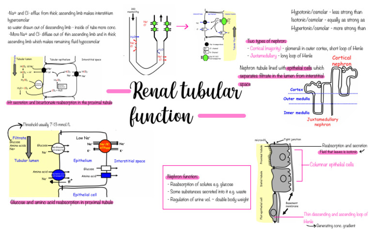 2 Renal Tubular Function | PDF | Kidney | Urinary System
