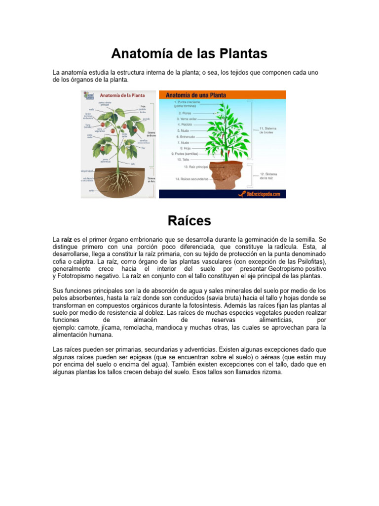Anatomía de las Plantas | PDF | Raíz | Flores